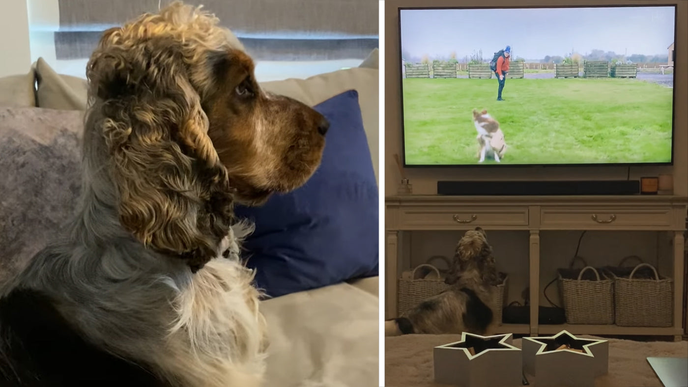 The HECK Dogs Go Nuts For Walk(ie)s With Julia Bradbury! – Heck Food Ltd